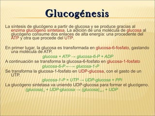 Glucogeno f | PPT