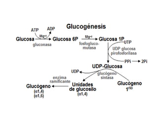 Glucogenolisis | PPT