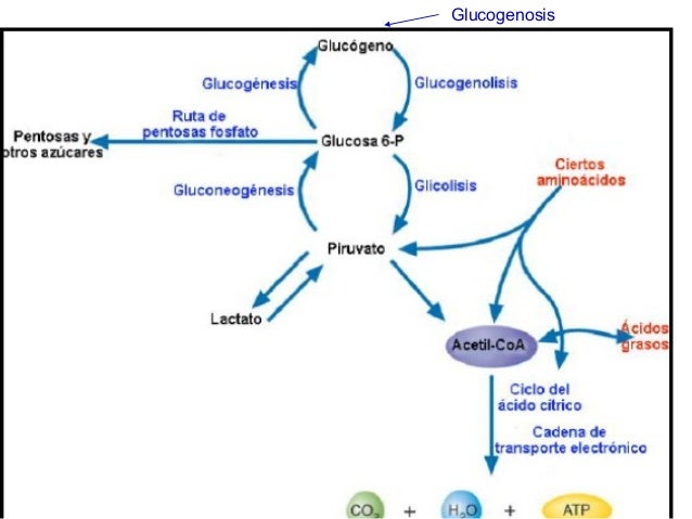 Glucogenolisis
