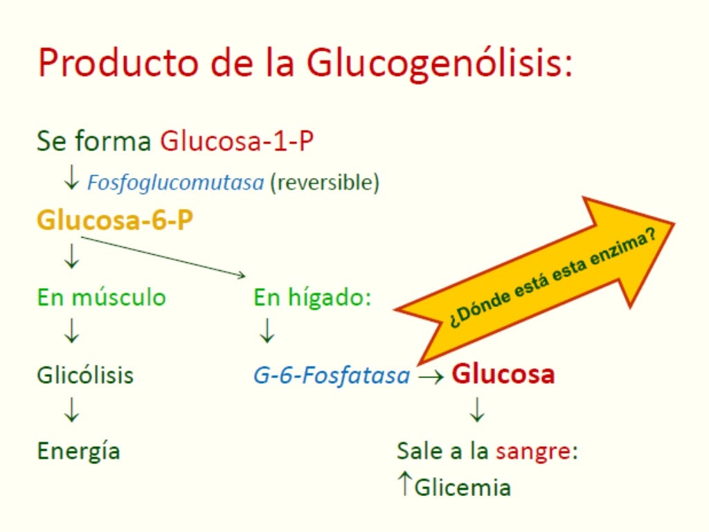 Glucogenolisis expo.