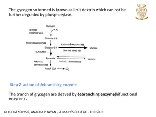 Glucogenolysis | PPTX