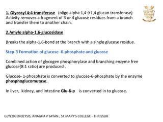 Glucogenolysis | PPTX