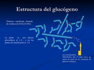 Glucogénesis | PPT