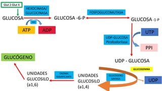 GLUCOGÉNESIS EQUIPO 6.pdf