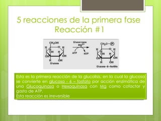 Glucolis | PPTX