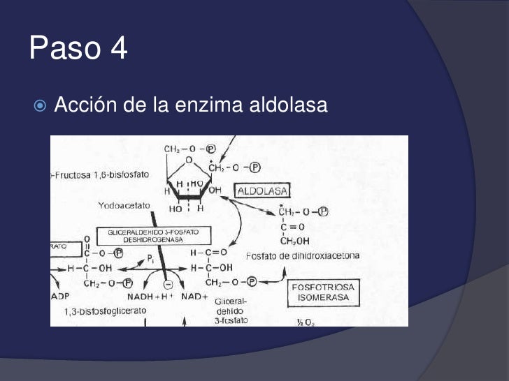 Glucolisis Tema 7