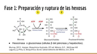 Glucolisis.pptx