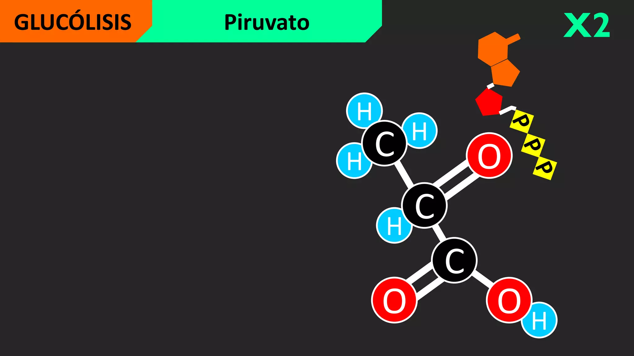 Glucolisis metabolismo carboh | PDF | Chemistry | Science