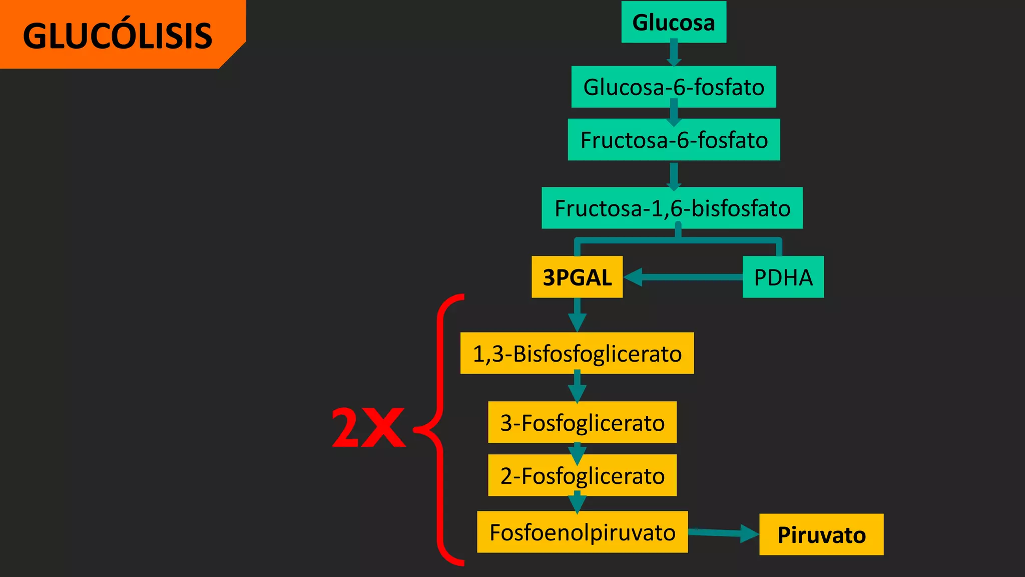 Glucolisis metabolismo carboh | PDF | Chemistry | Science