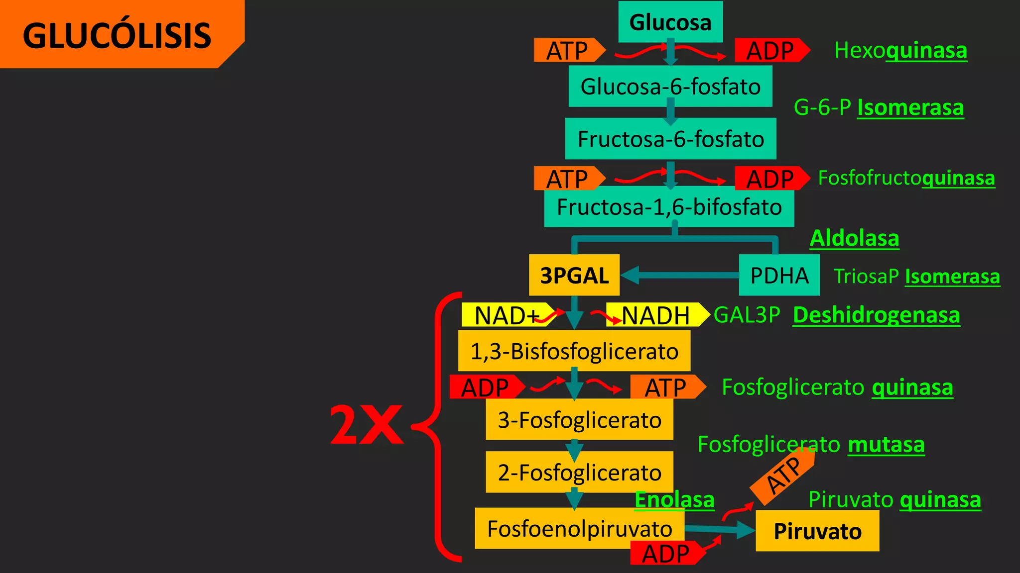 Glucolisis metabolismo carboh | PDF | Chemistry | Science