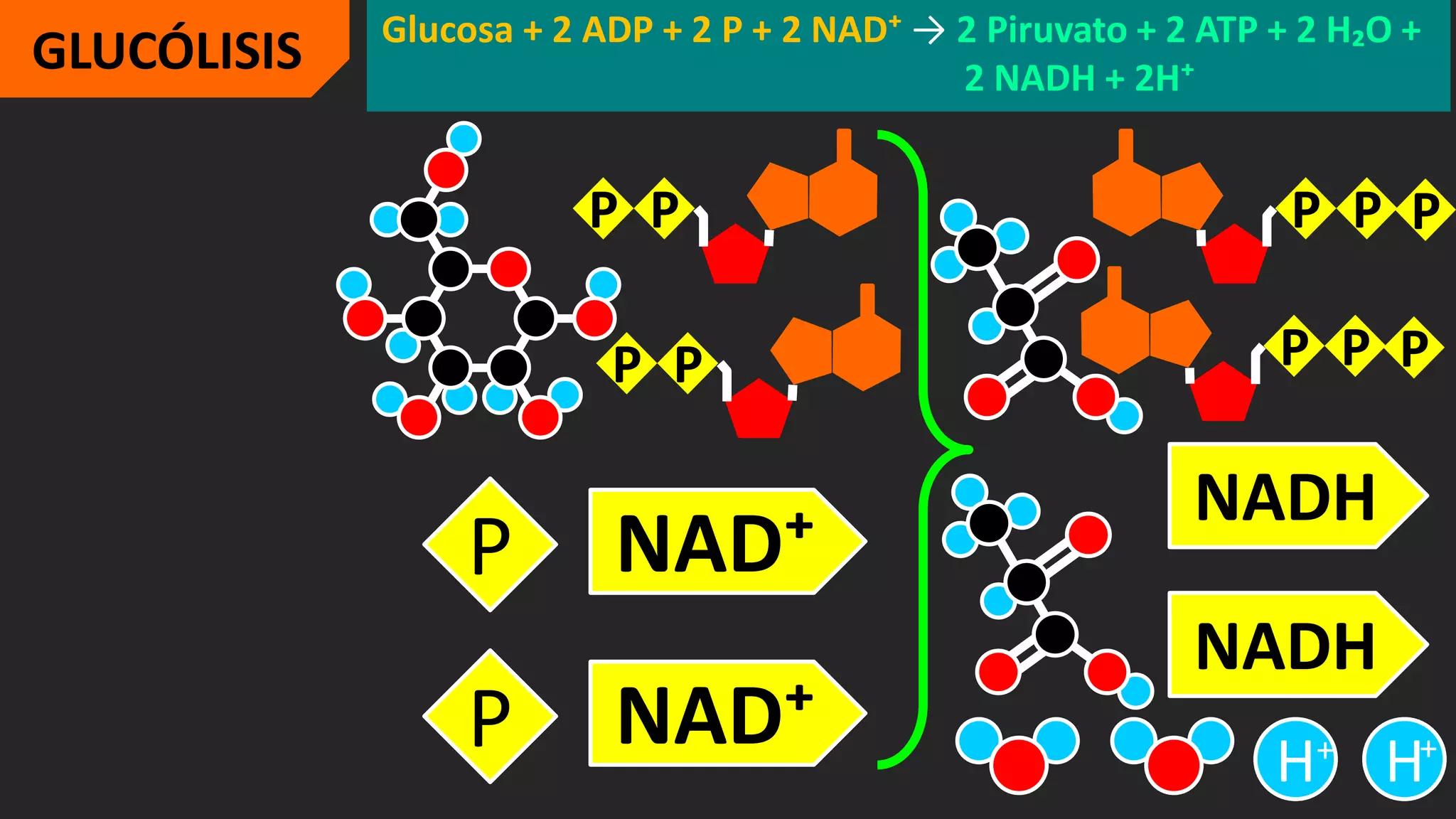 Glucolisis metabolismo carboh | PDF | Chemistry | Science