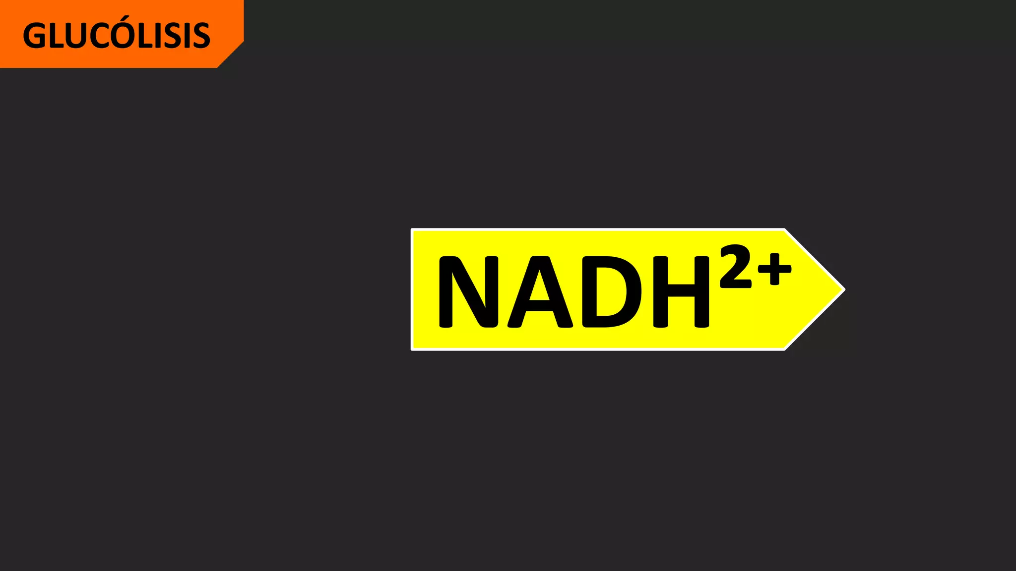 Glucolisis metabolismo carboh | PDF | Chemistry | Science