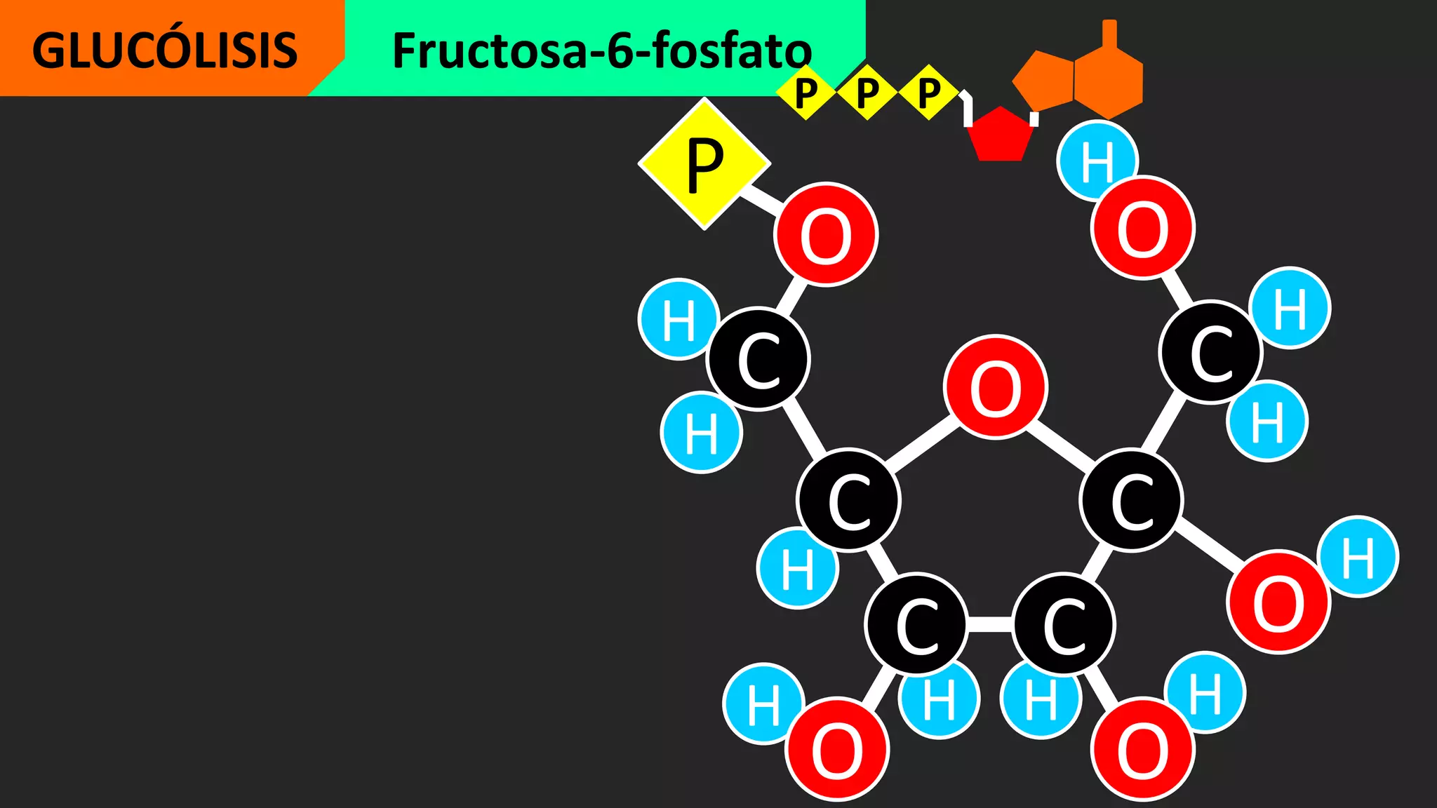 Glucolisis metabolismo carboh | PDF | Chemistry | Science