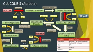 Diagrama De Glucolisis Y Ciclo De Krebs