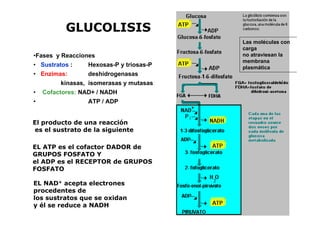 glucolisis paso a paso.pdf
