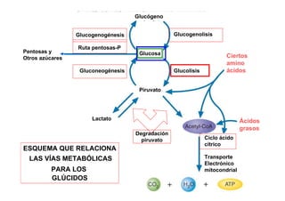 glucolisis paso a paso.pdf