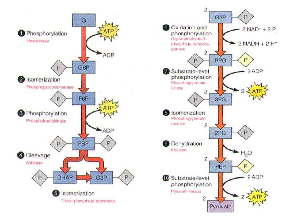 Glucolisis y Glucogenolisis