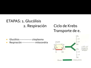 Glucolisis Y Respiracion | PPTX
