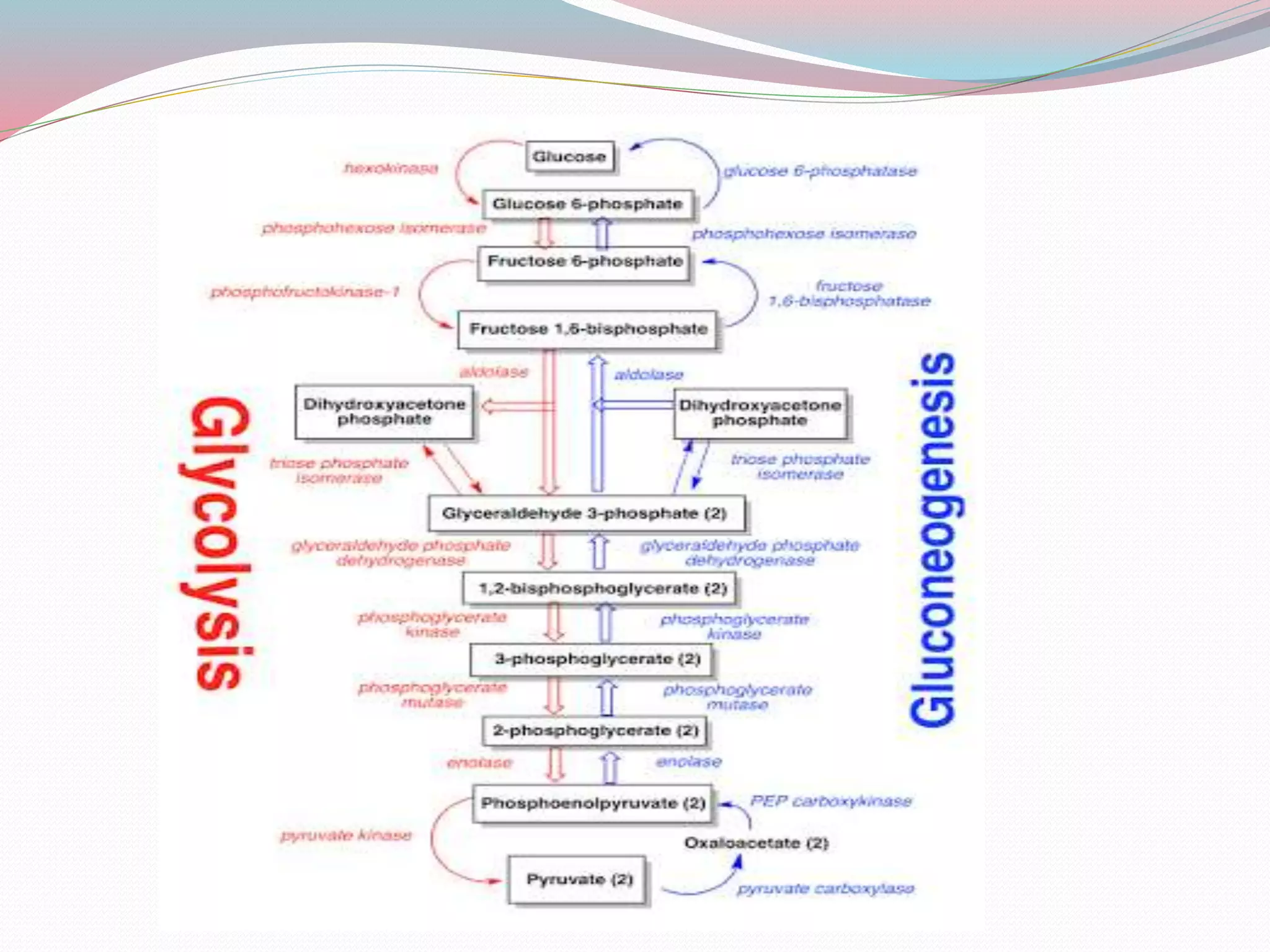 Gluconeogenesis | PPTX