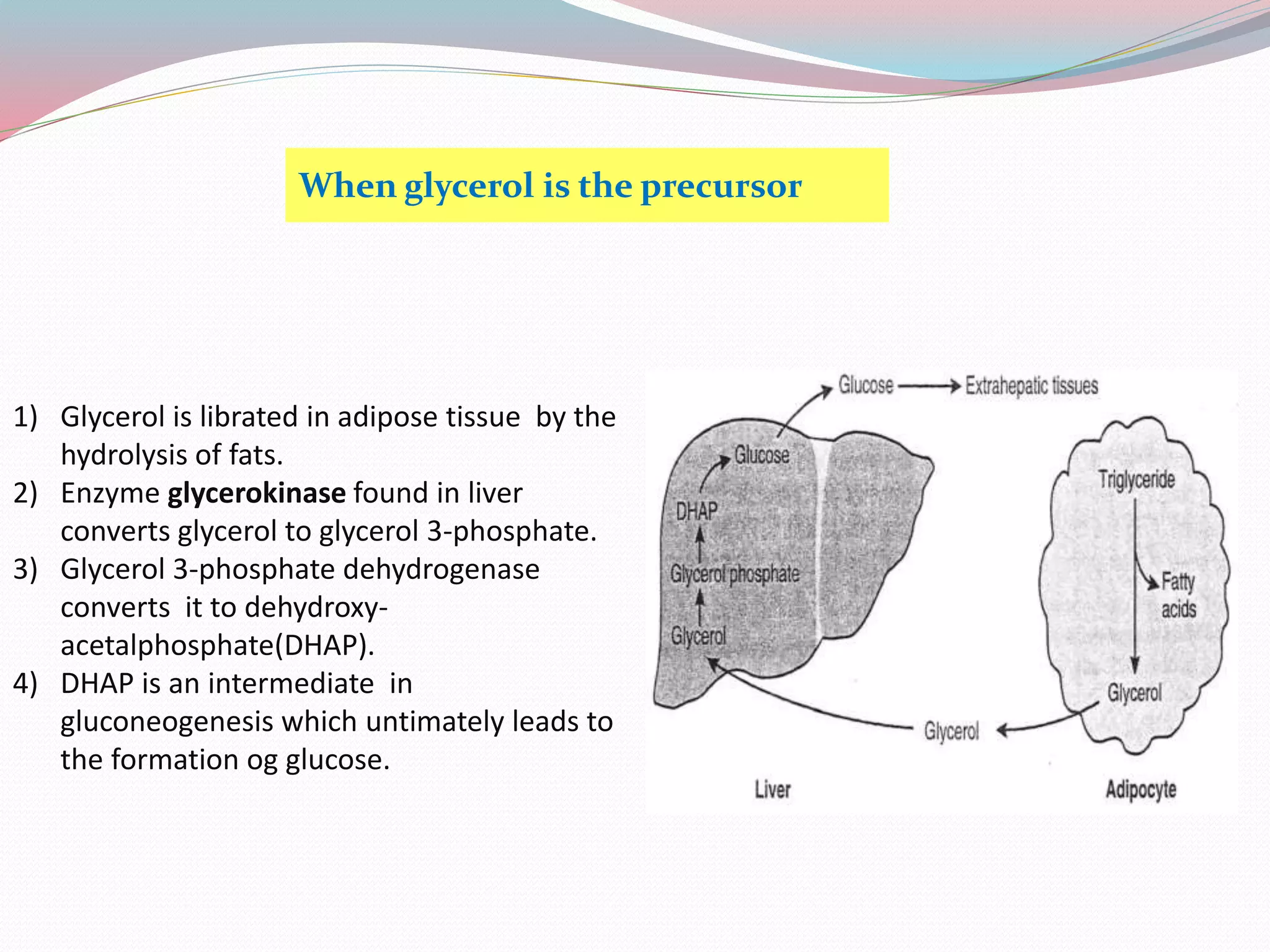 Gluconeogenesis | PPTX