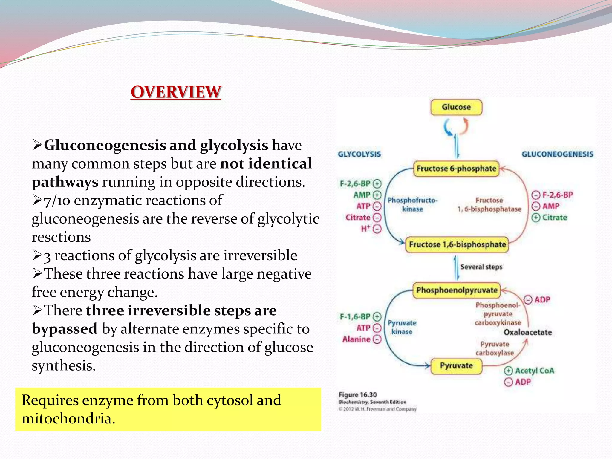 Gluconeogenesis | PPTX