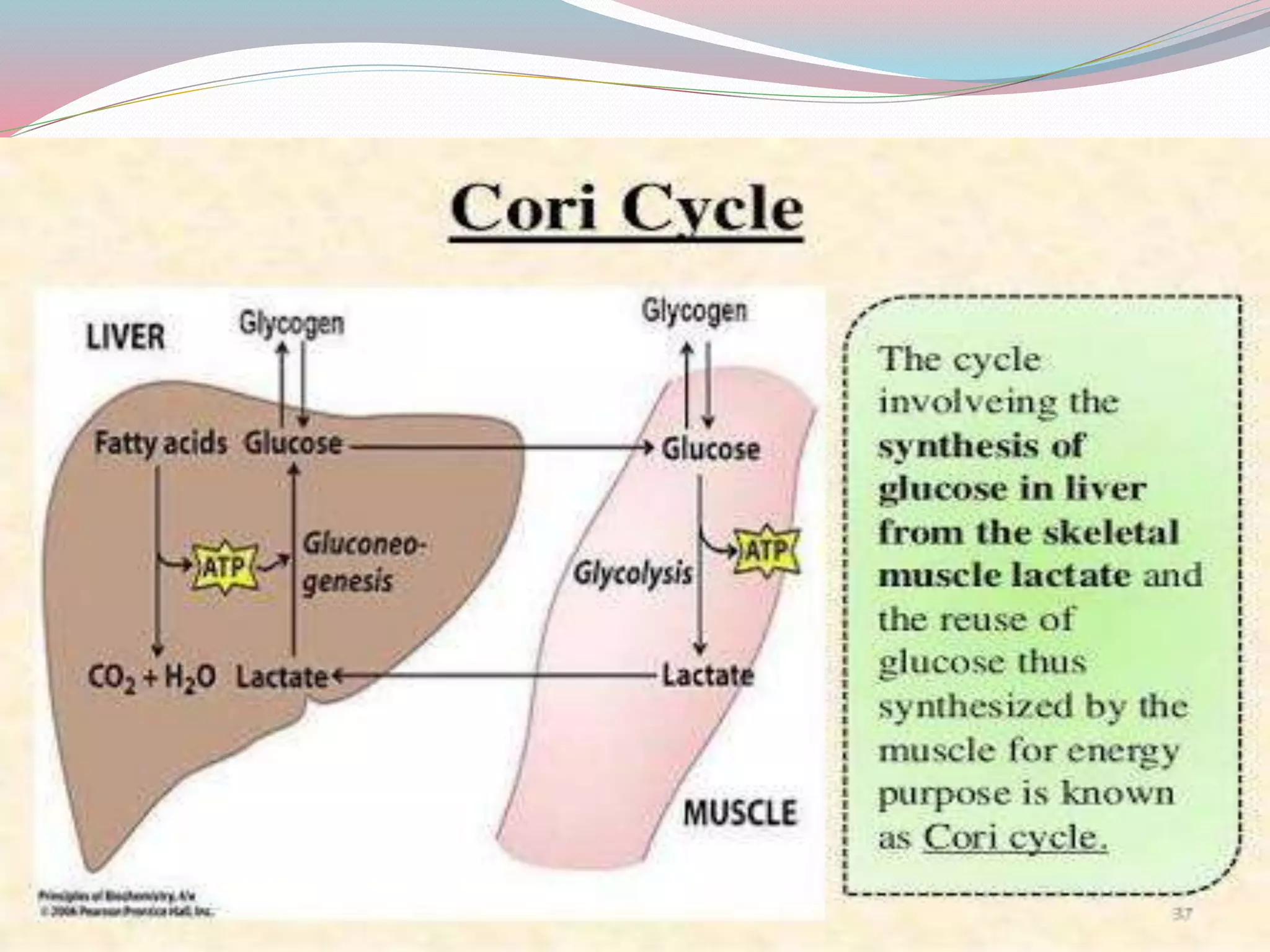 Gluconeogenesis | PPTX