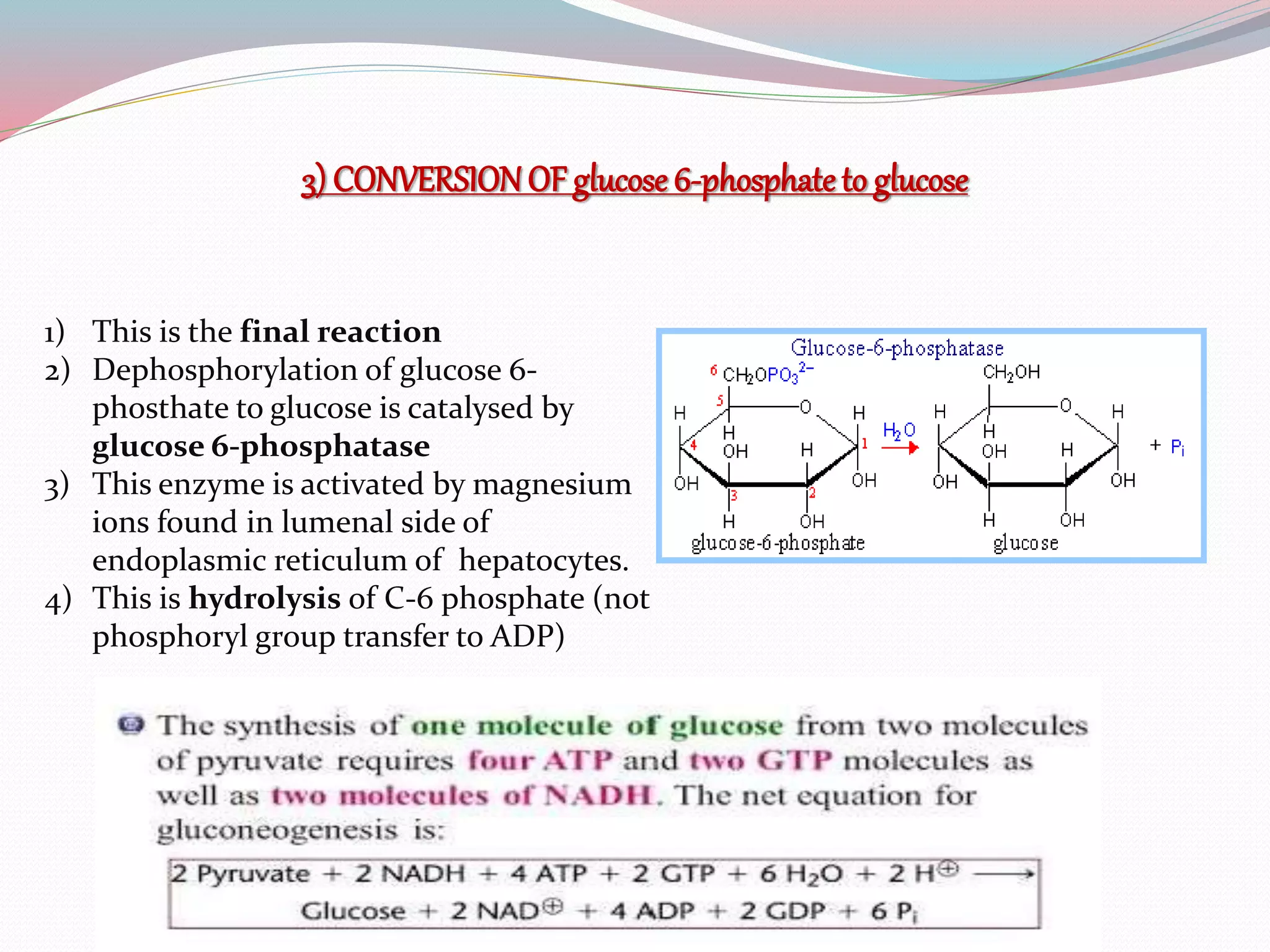 Gluconeogenesis | PPTX