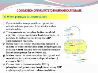 Gluconeogenesis | PPTX