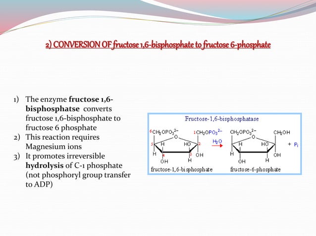Gluconeogenesis | PPTX