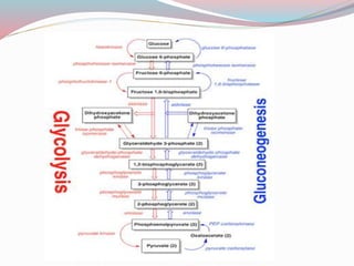 Glycolysis And Gluconeogenesis Concept Map