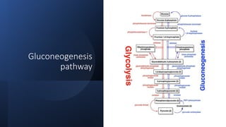 Gluconeogenecys, glycogenesis, glycogenolysis | PPTX