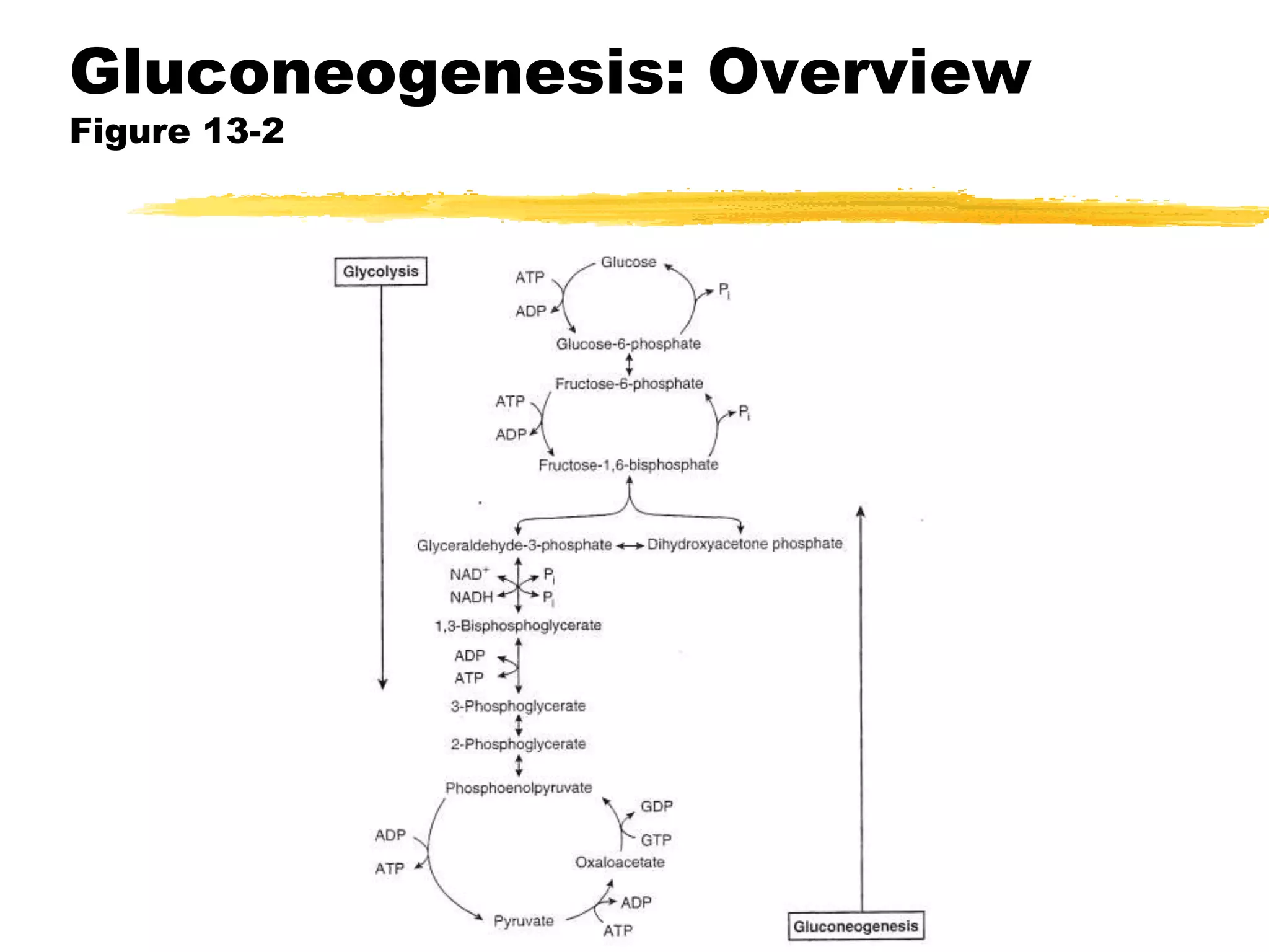 gluconeogenesis-1.ppt
