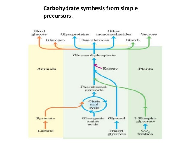 Simple Gluconeogenesis Pathway