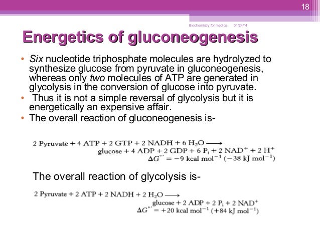 Gluconeogenesis Steps Regulation And Clinical Significance