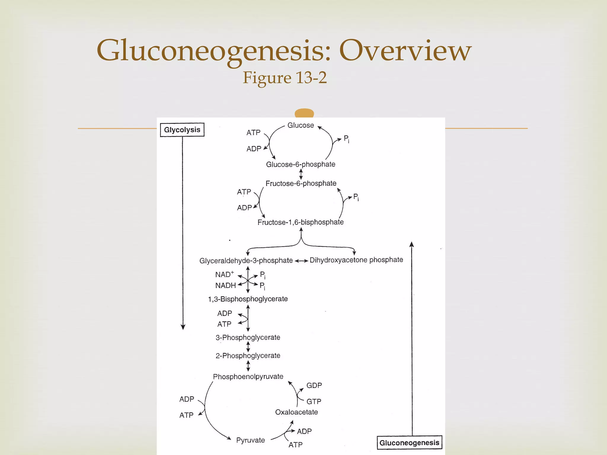Gluconeogenesis | PPT