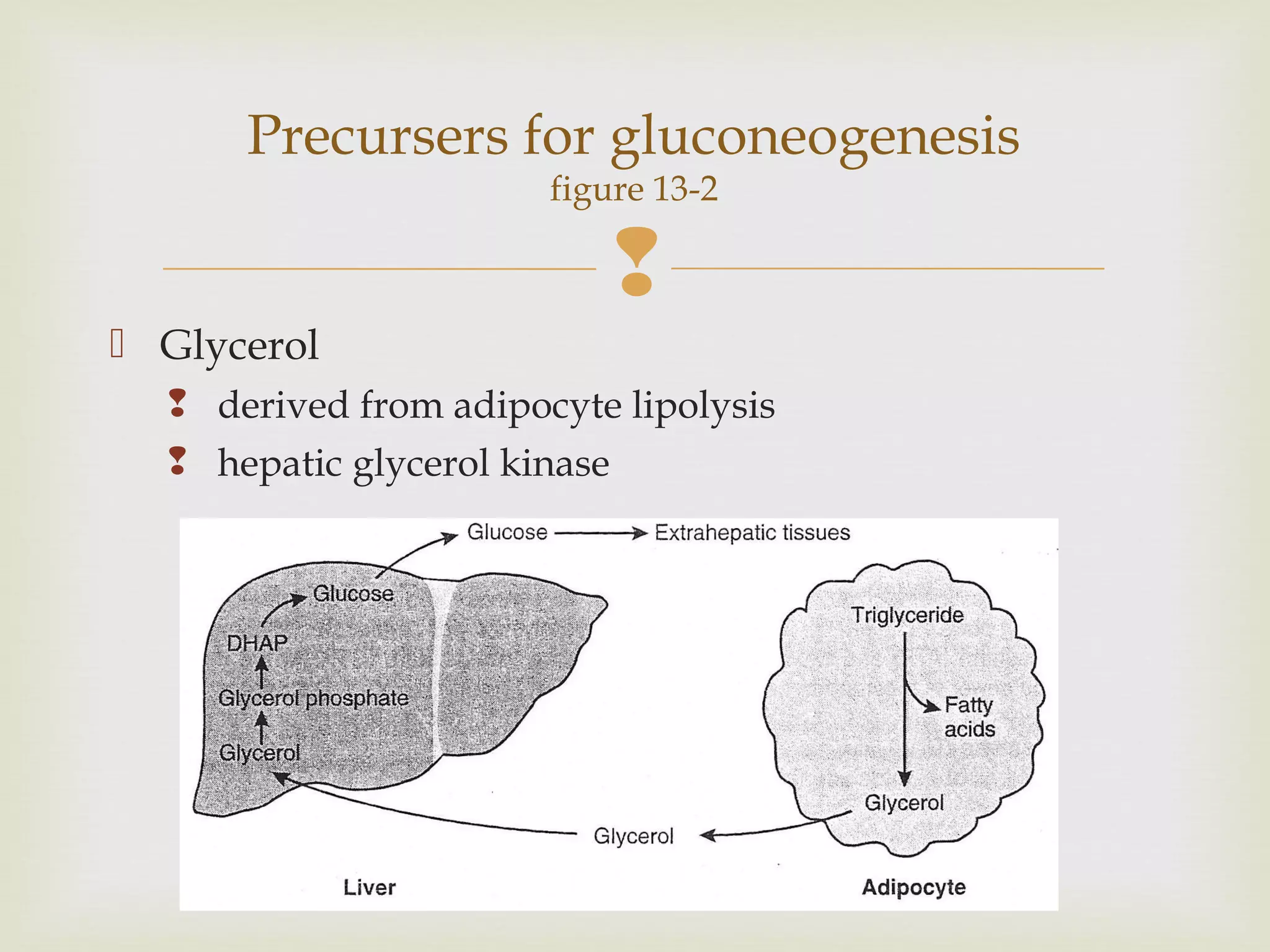 Gluconeogenesis | PPT