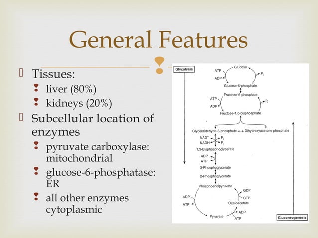 Gluconeogenesis | PPT