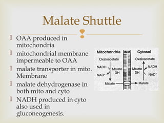 Gluconeogenesis | PPT