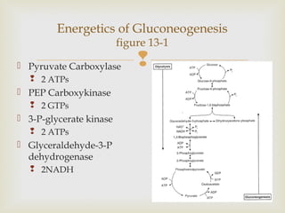 Gluconeogenesis | PPT