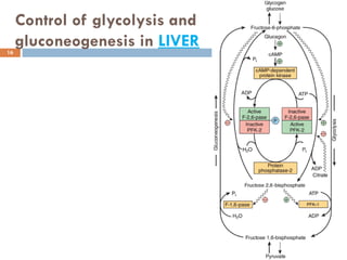Gluconeogenesis Liver