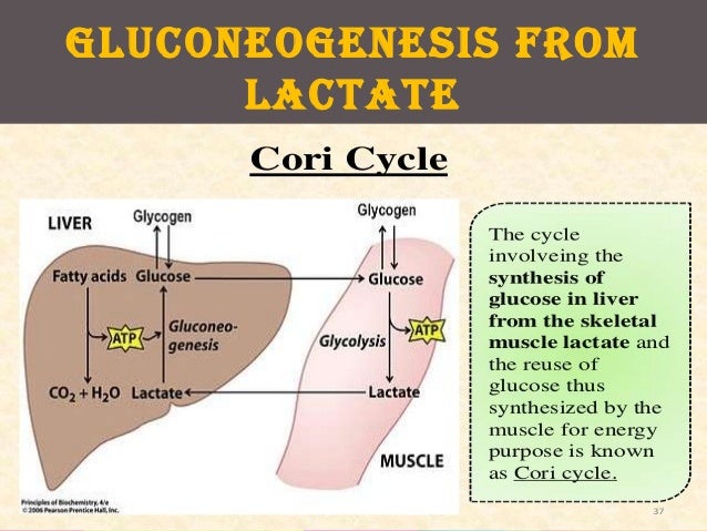 Gluconeogenesis