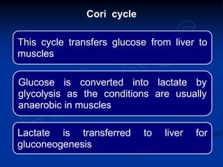 Gluconeogenesis | PPTX