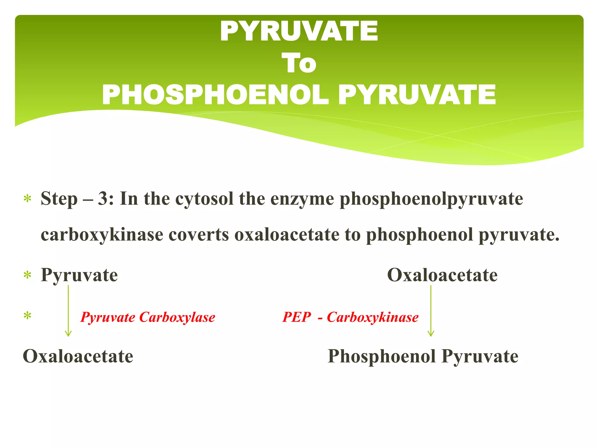 Gluconeogenesis | PPTX