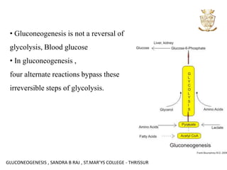 Gluconeogenesis | PPT