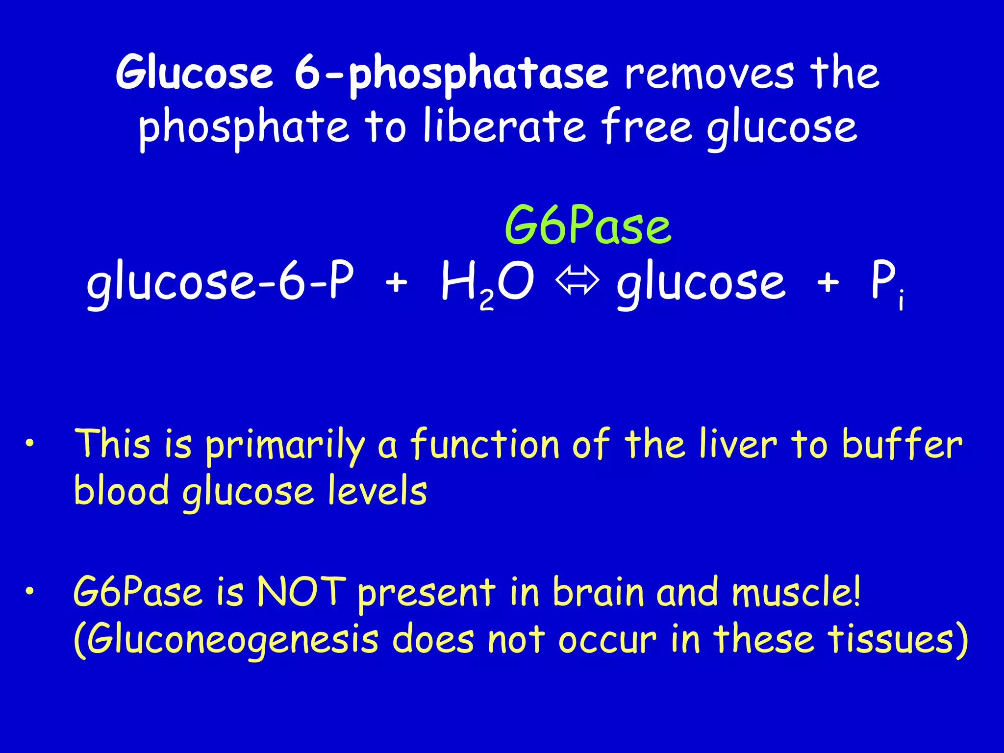 Gluconeogenesis | PPT | Endocrine and Metabolic Diseases | Diseases and ...