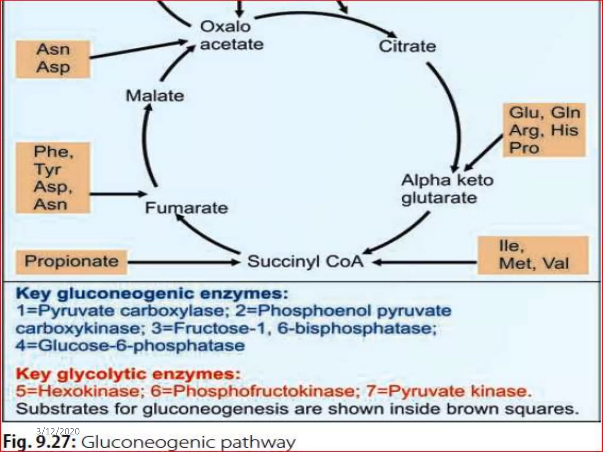 Gluconeogenesis | PPTX