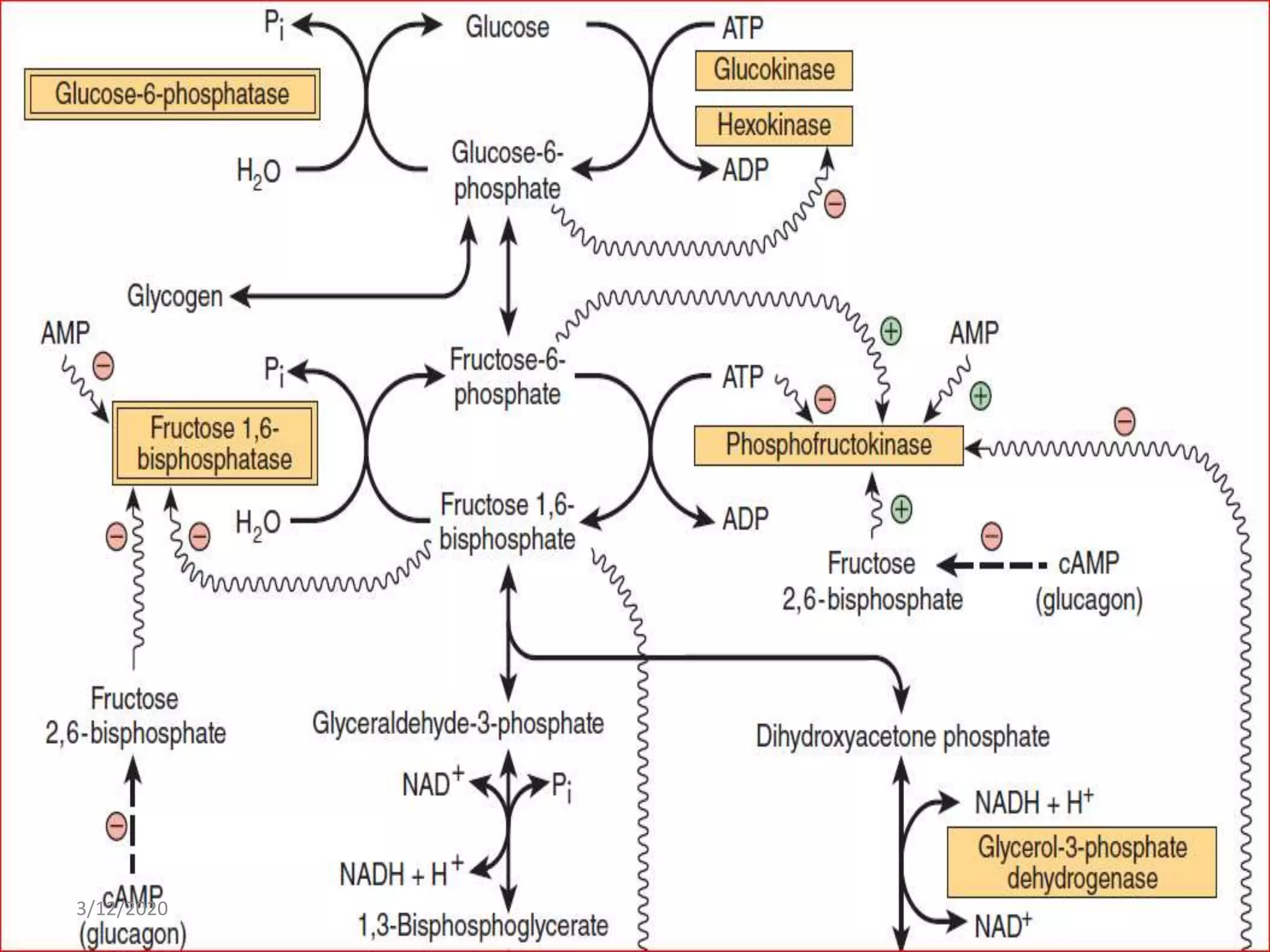 Gluconeogenesis | PPTX