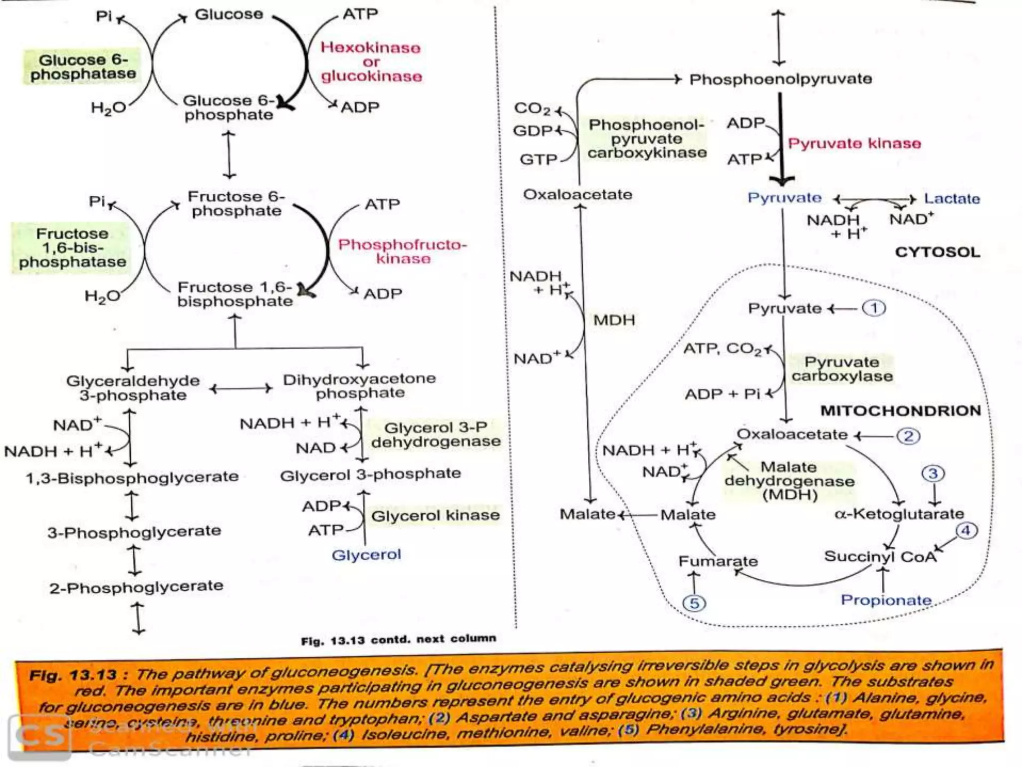 Gluconeogenesis | PPT