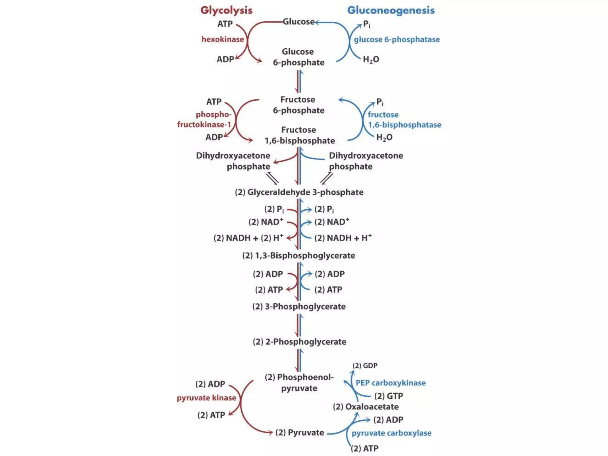 Gluconeogenesis | PPT