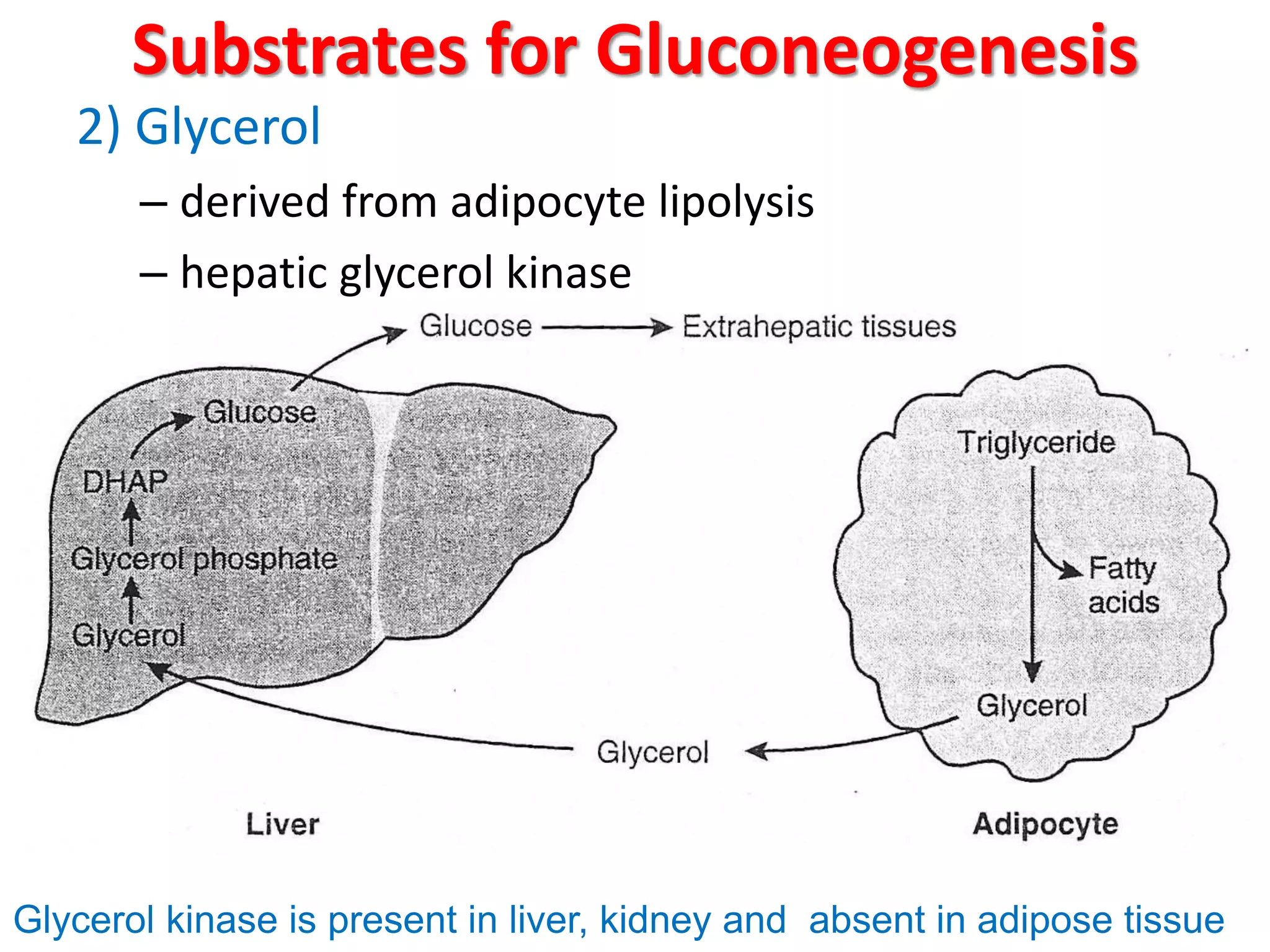 Gluconeogenesis | PPT